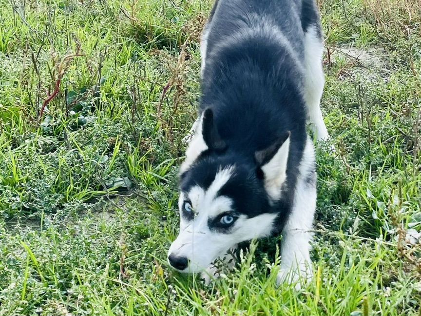 Щенок Помски