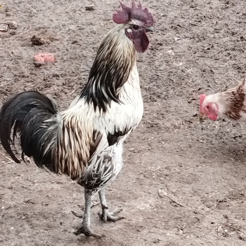 Петух лакеданзи