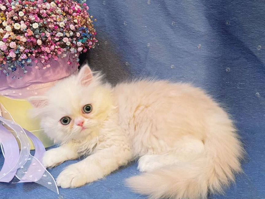 Котята персидские