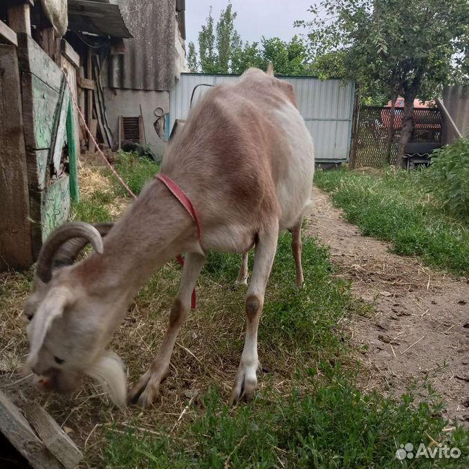 Коза и козлик