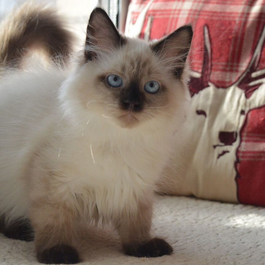 Невский котёнок-котик