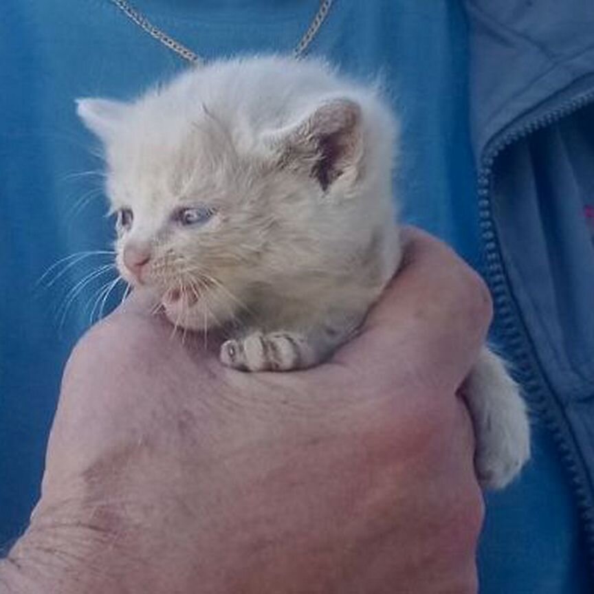 Отдам а добрые руки4 котят. Живут на улице