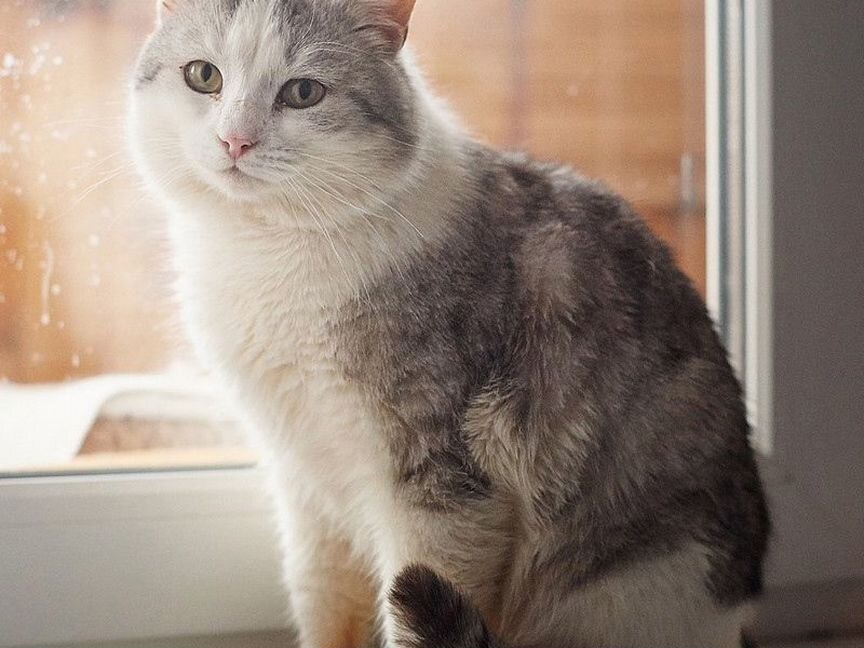 Грустный котик