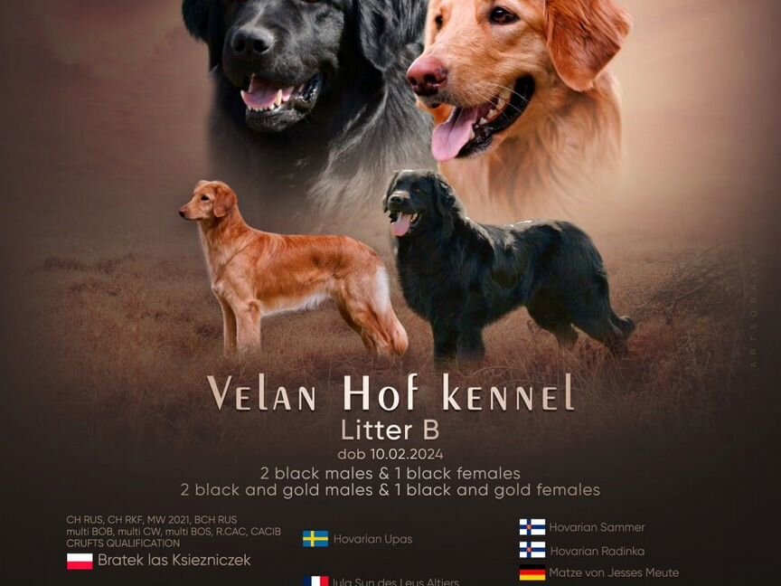 Щенки ховаварта