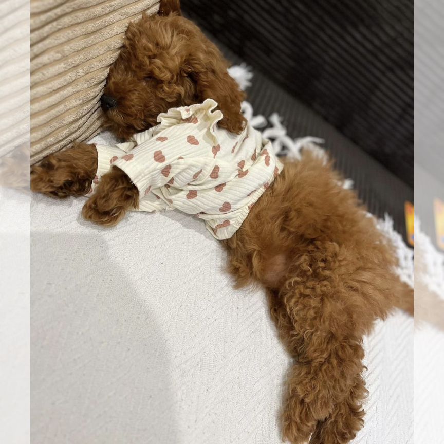 Щенок пудель миниатюра