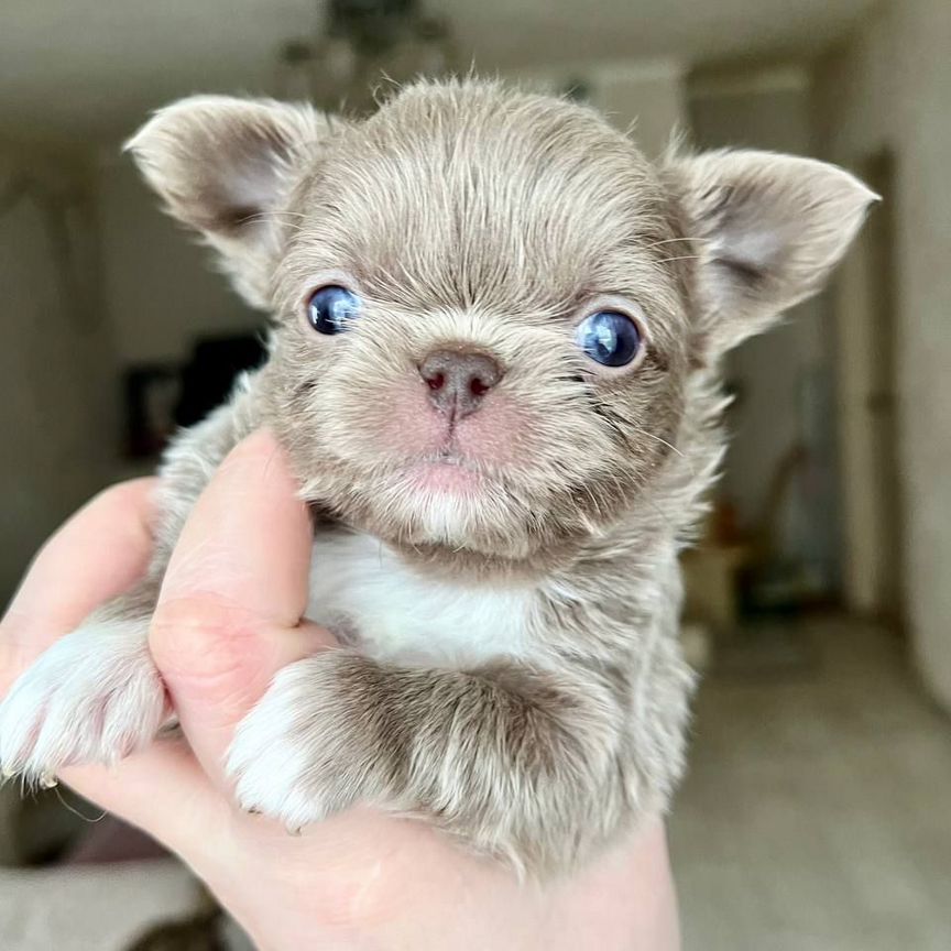 Лавандовые бусинки