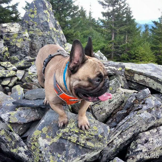 Французский бульдог кабель вязка