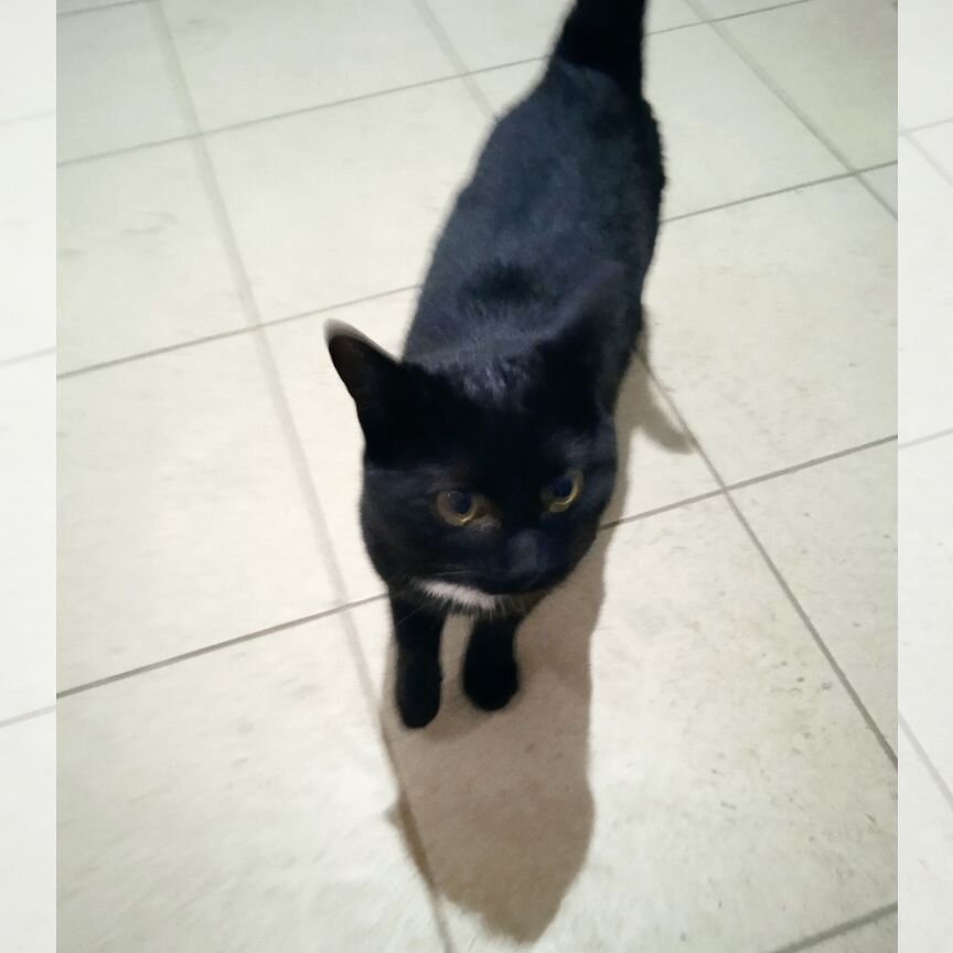 Котики бесплатно в добрые руки