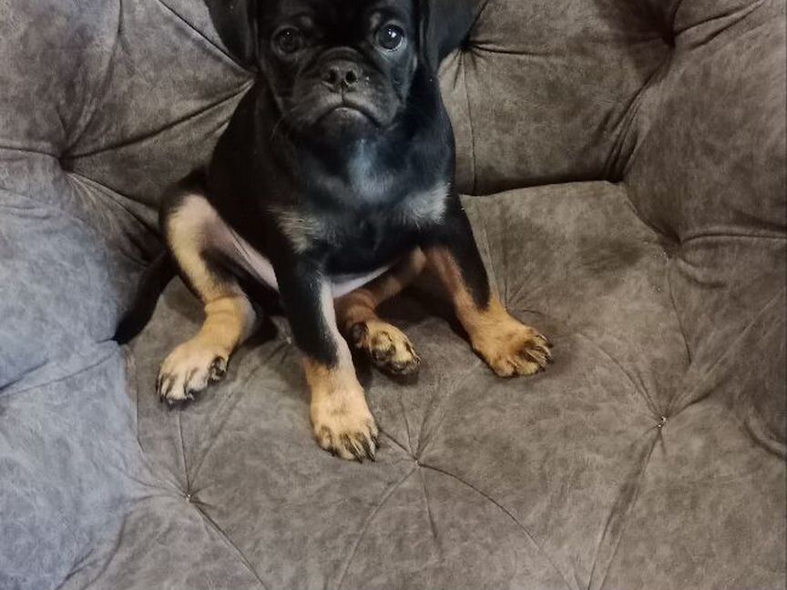 Щенок пти брабансон мальчик