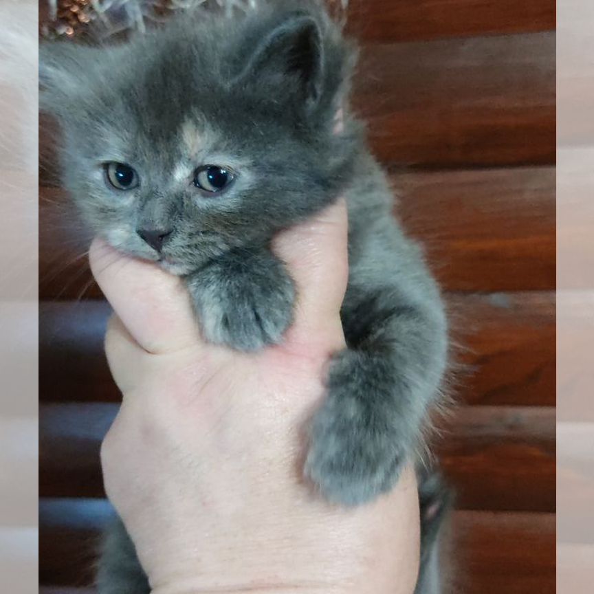 Сибирский котёнок