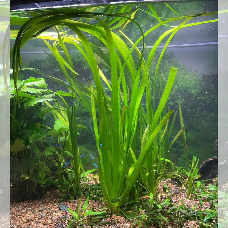 Валиснерия гигантская