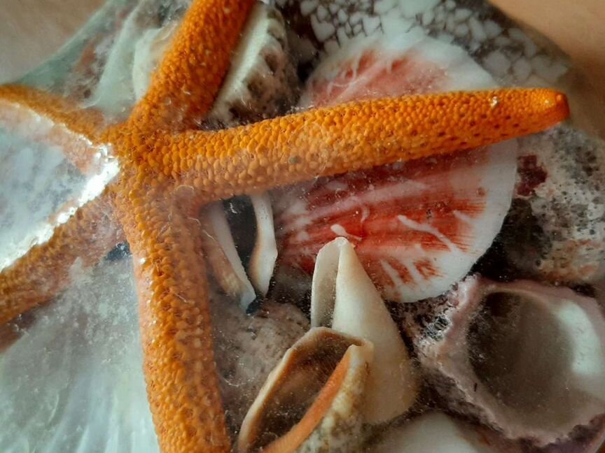 Ракушки для аквариума