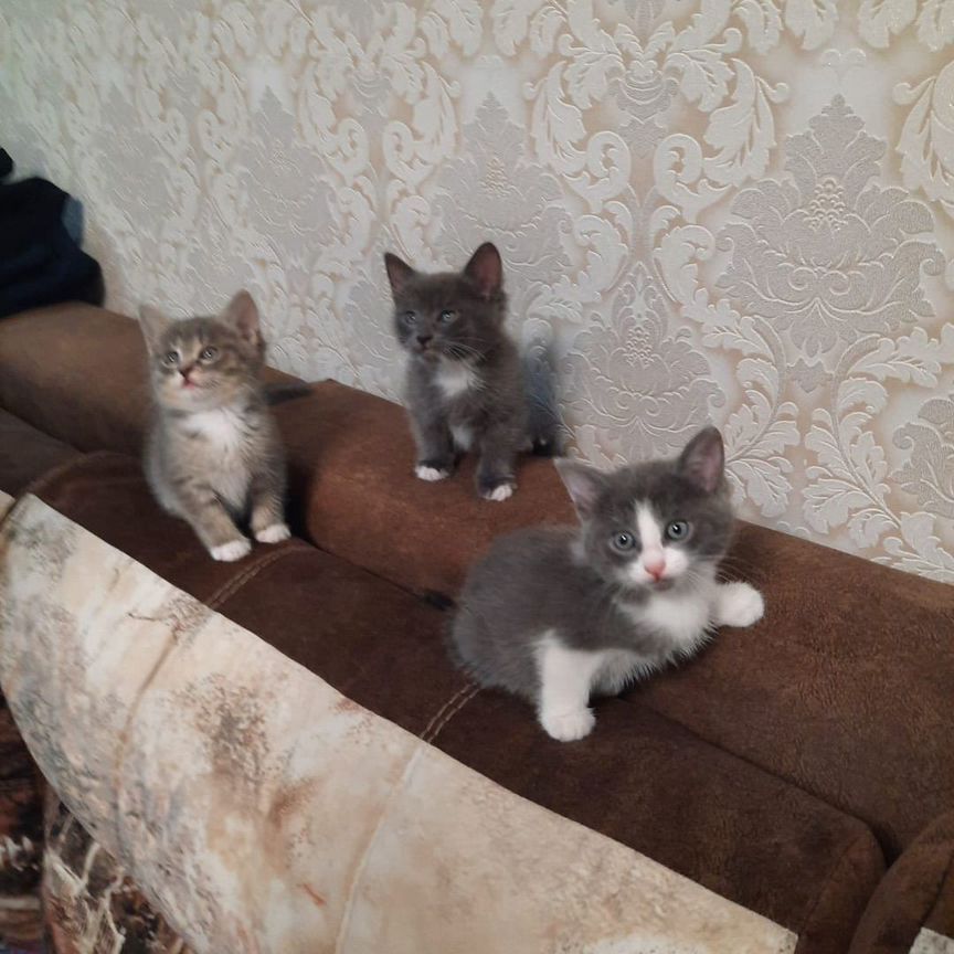 Домашние животные котята бесплатно