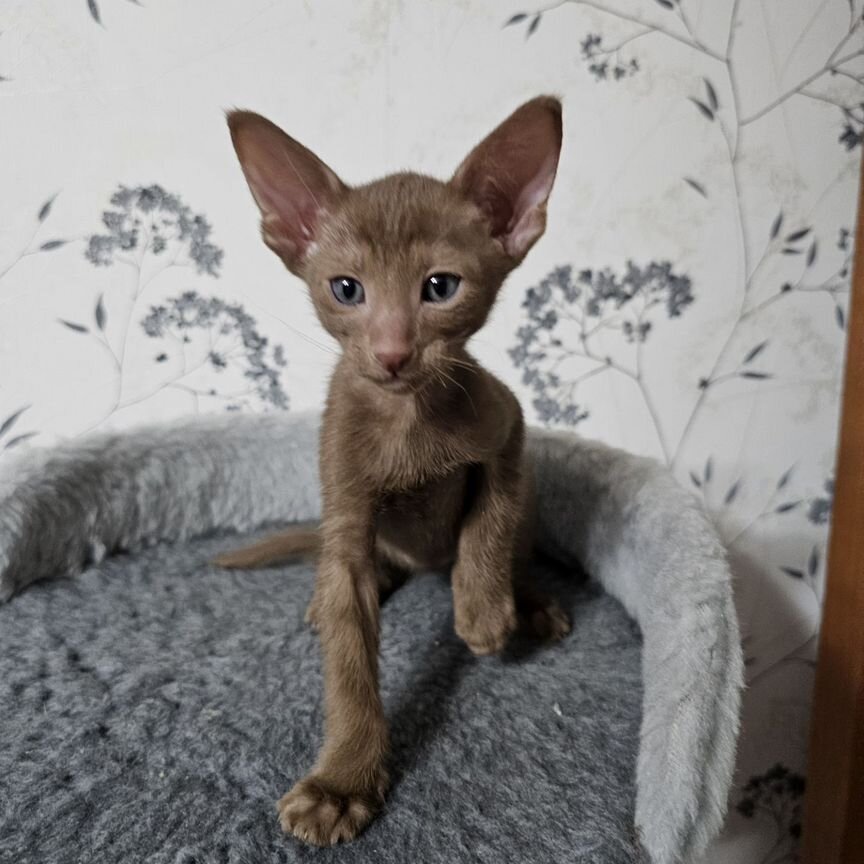 Ориентальная