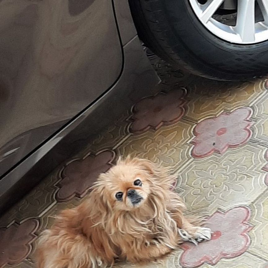 Пекинес "Бэся"