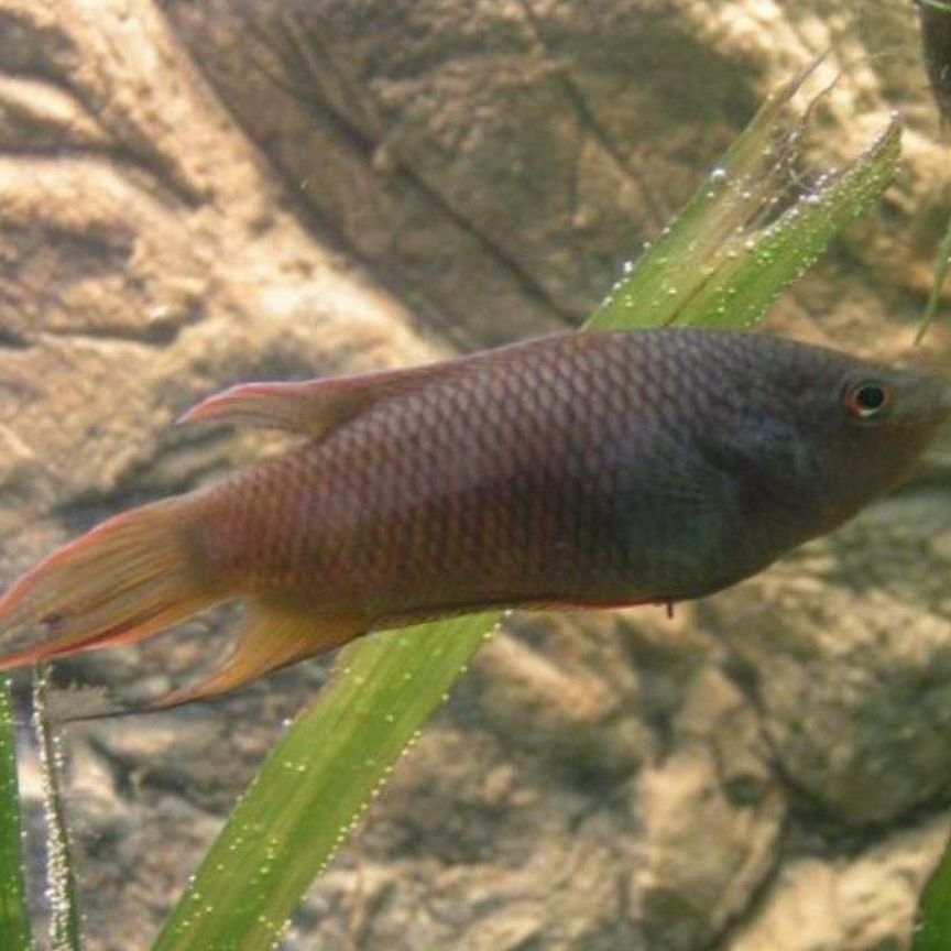 Чёрный макропод 2 подростка