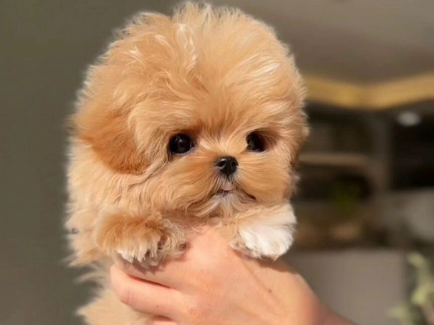 Мальтипу из Кореи