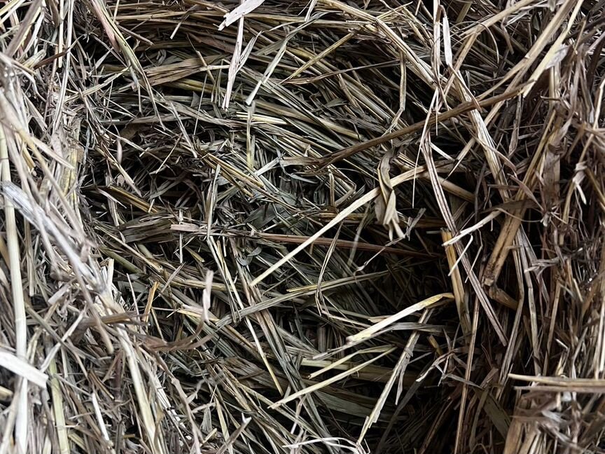 Продажа сено в рулонах, суданка, экспортцет