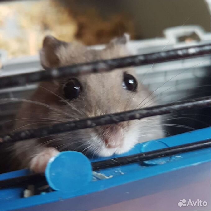Джунгарский хомяк мальчик