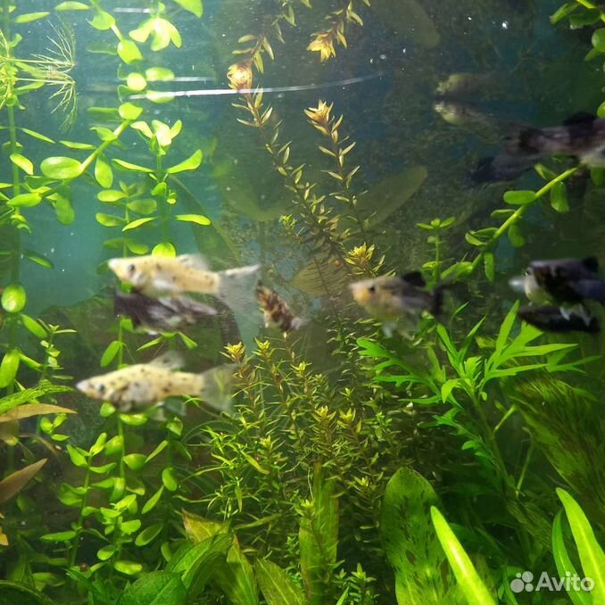 Моллинезия микс