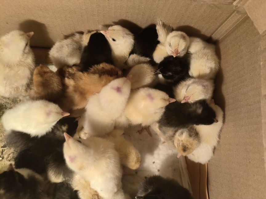 Цыплята суточные