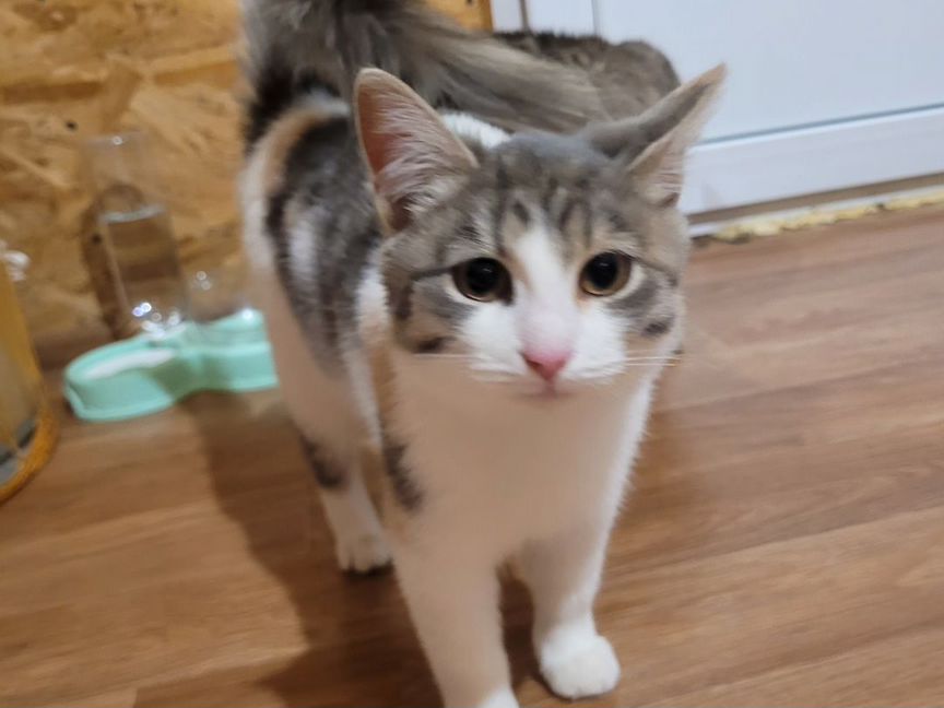 Малышки ищут дом