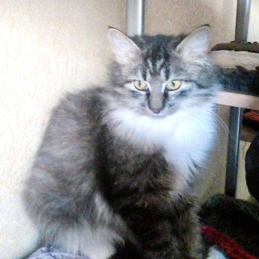 Пушистая кото - девочка