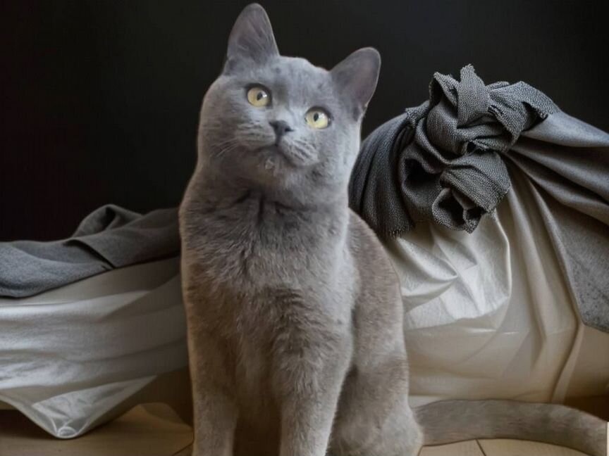 Две молоденькие красавицы кошечки в любящую семью