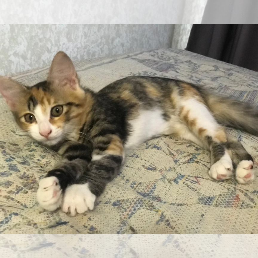 Трёхцветная малышка