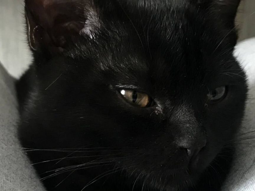 Сиамская кошка