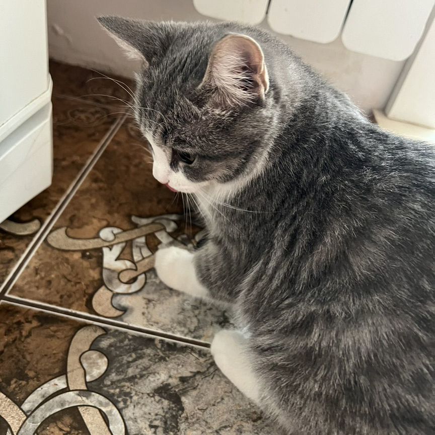 Котенок в добрые руки