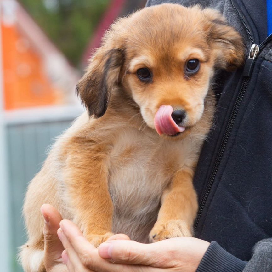 Щеночек в добрые руки, щенки из приюта
