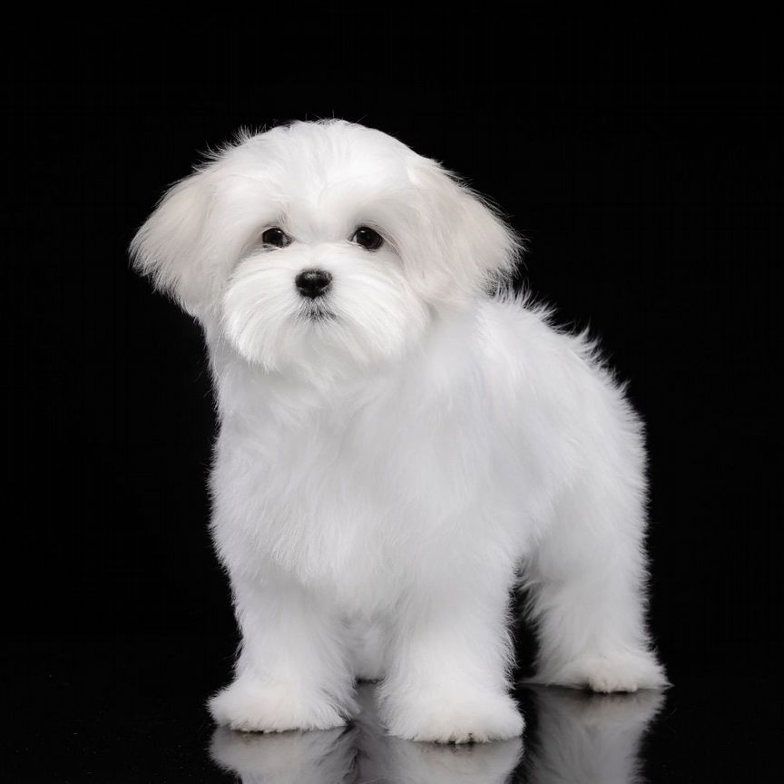 Щенок мальтезе девочка