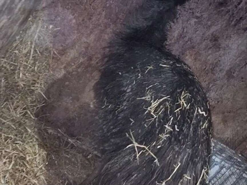 Птица страус