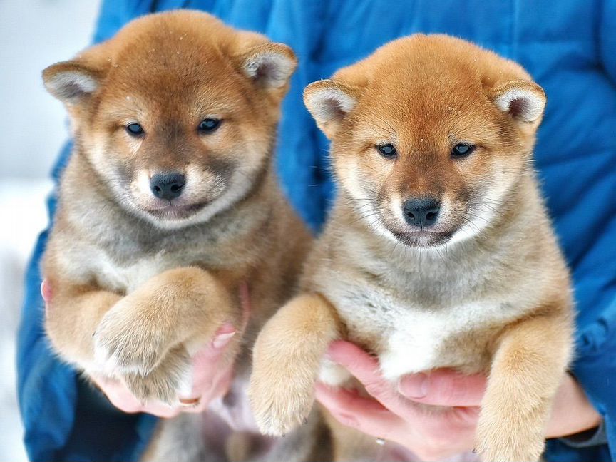 Красивые щеночки сиба