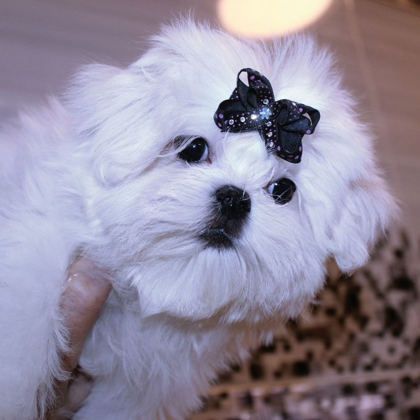 Мальтийская болонка, щенок