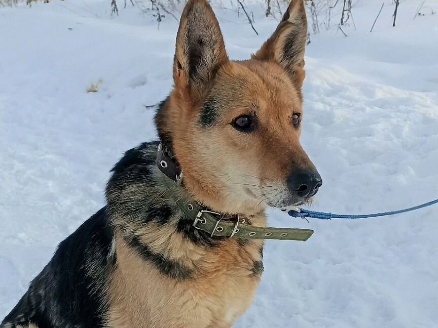 Тихая спокойная собачка Ирма