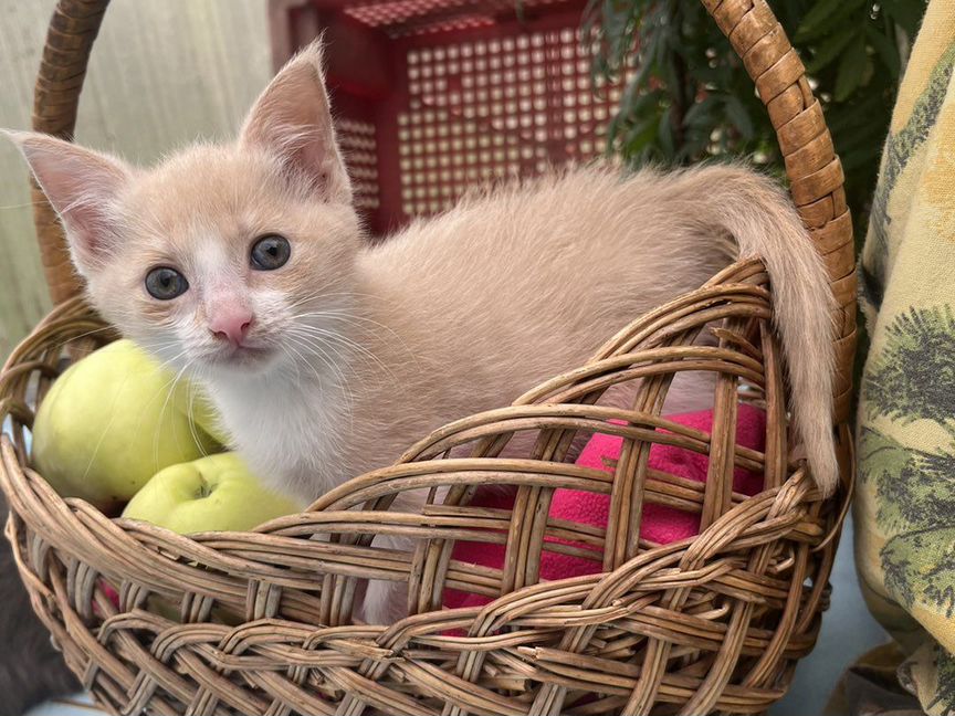 Котята рыжие бесплатно