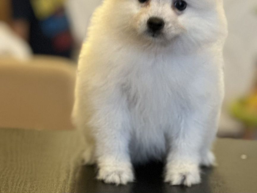 Японский шпиц шенки из питомника