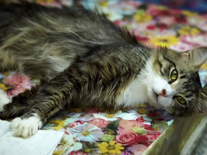 Котенок
