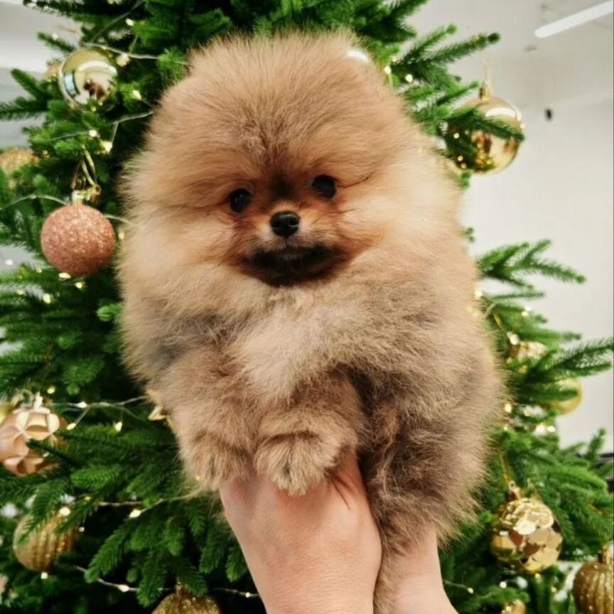 Померанский шпиц