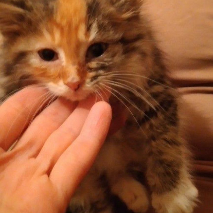 Малыши ищут дом