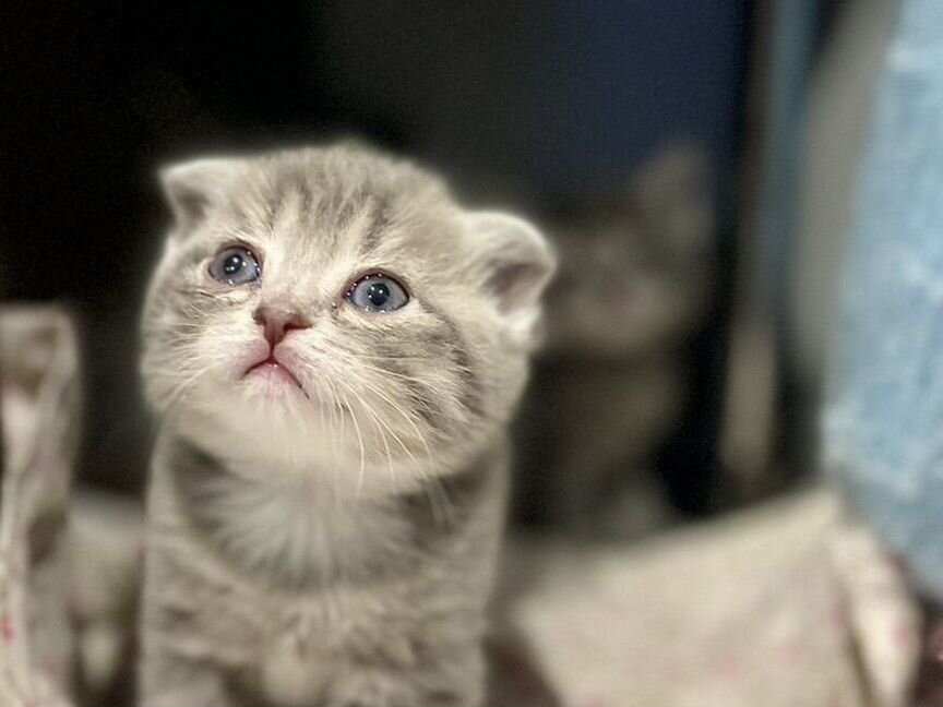 Котята