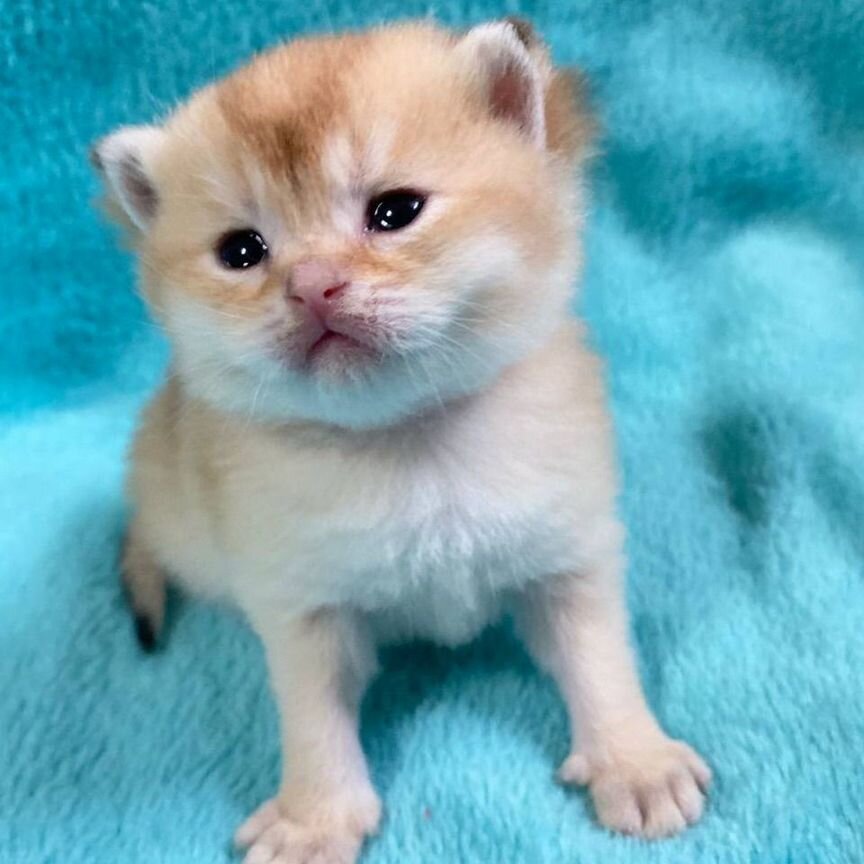 Шотландские котята