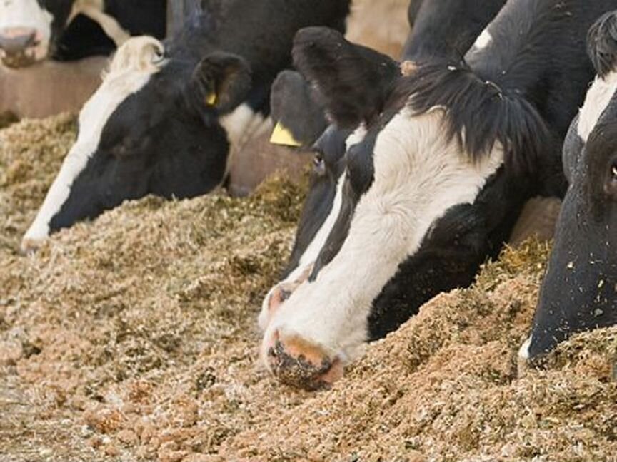 Жом сахарной свеклы