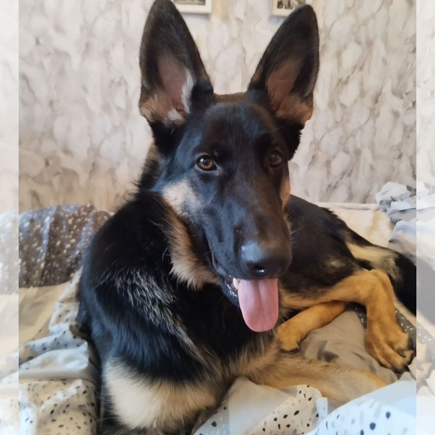 Немецкая овчарка, щенок