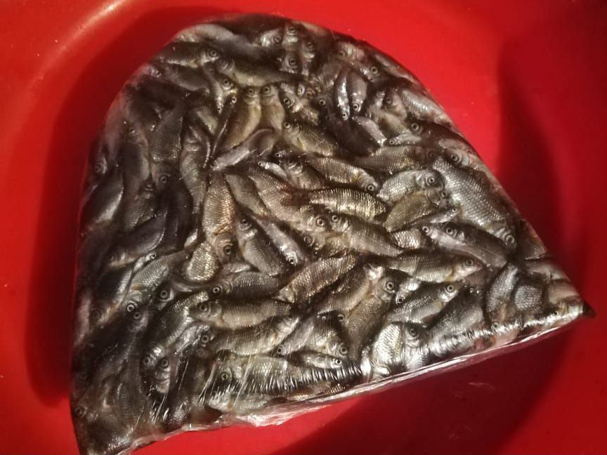 Корма для животных кур (кошек)