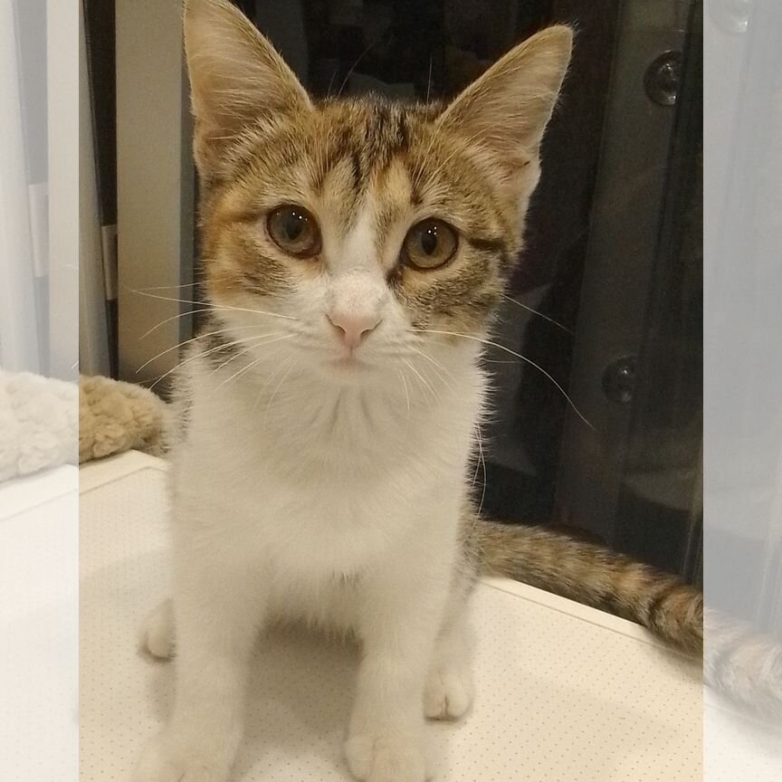 Котенок 3 месяца