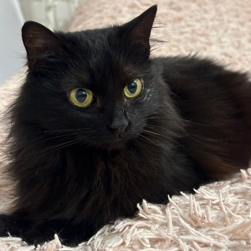 Взрослая, Девочка кошка в добрые руки