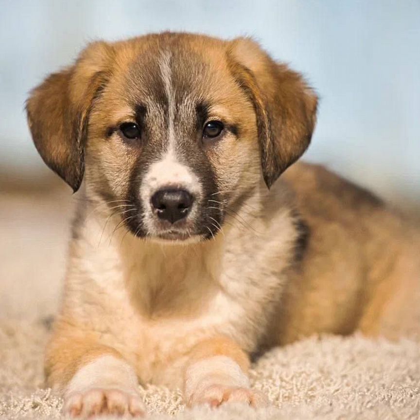 Щенок в добрые руки